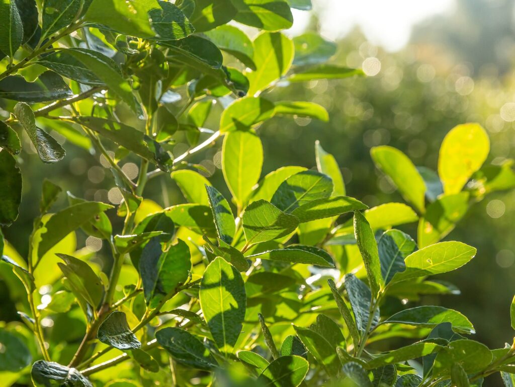 Tomá mate! Los 5 beneficios de consumir yerba todos los días | Global Play